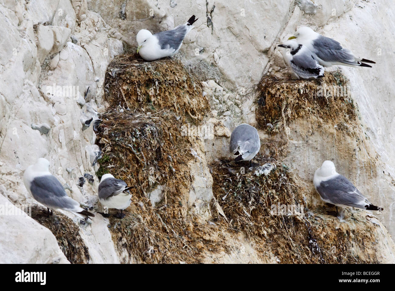 Kittiwakes nesting colony Stock Photo - Alamy