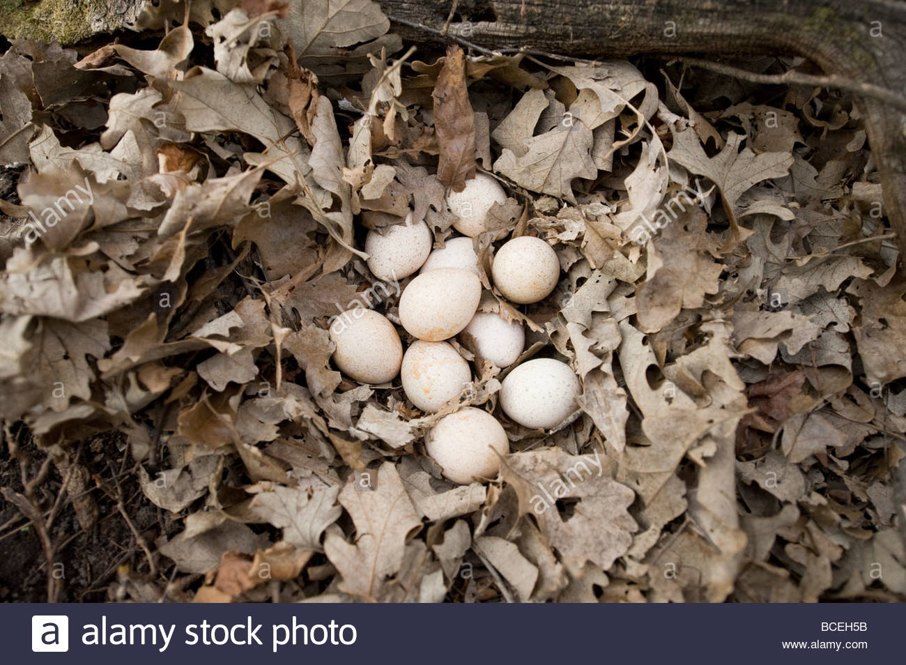 Nest Made Of Leaves Stock Photos & Nest Made Of Leaves Stock Images - Alamy