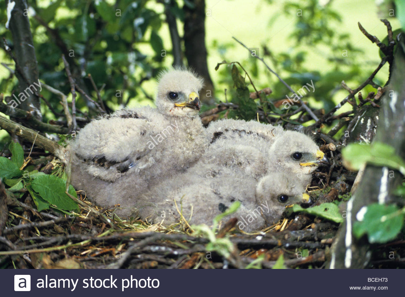 Buteo Buteo Common Buzzard Nest Stock Photos & Buteo Buteo Common ...