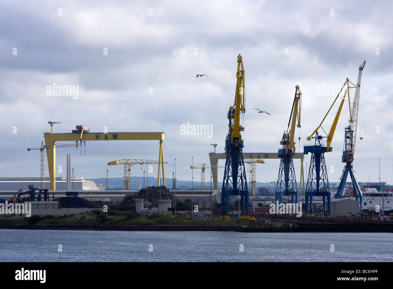 harland and wolff shipyard drydock and cranes in the port of belfast ...