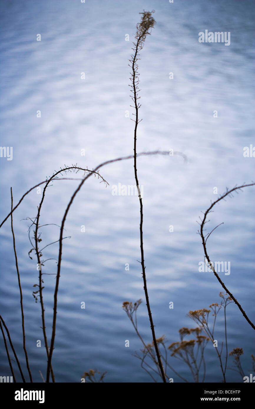 Reeds and grasses growing near the artificial lake at Cawfields near ...