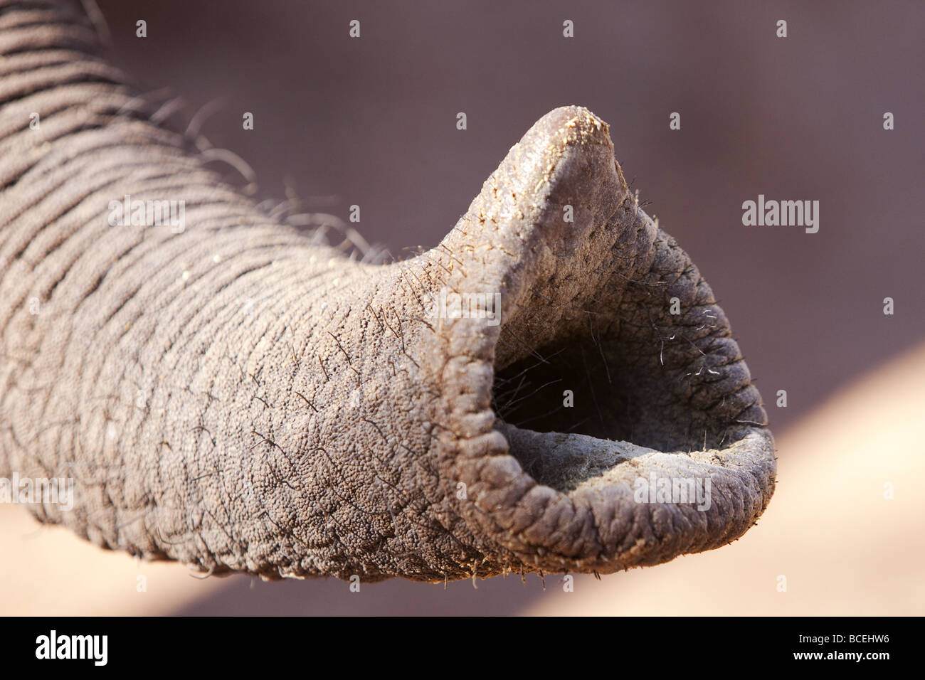 close up shot of elephant trunk Stock Photo - Alamy
