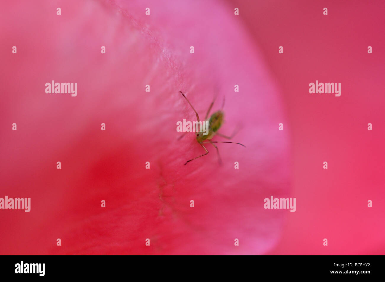 Greenfly rose hi-res stock photography and images - Alamy