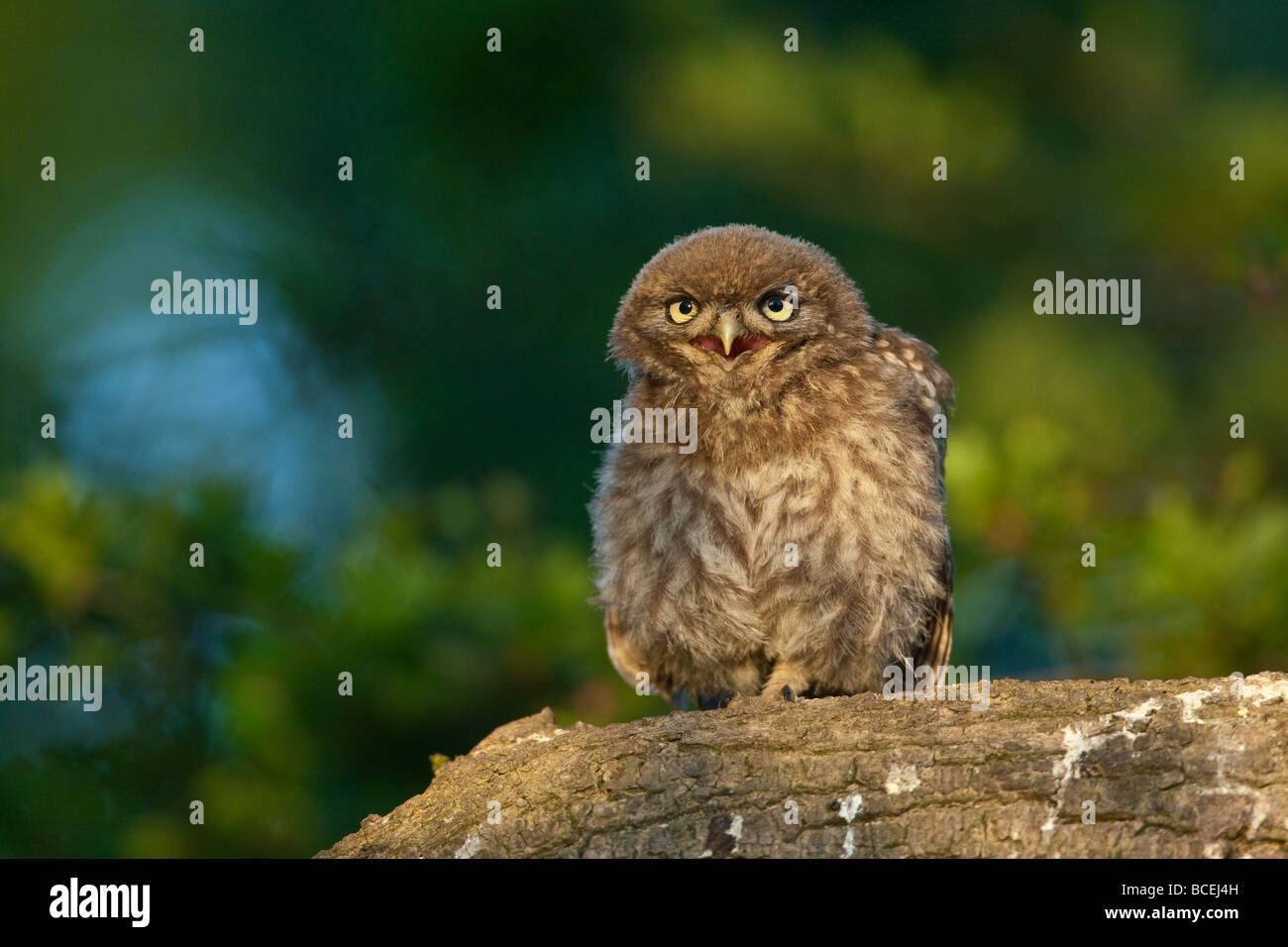 Little owl juvenile hi-res stock photography and images - Alamy
