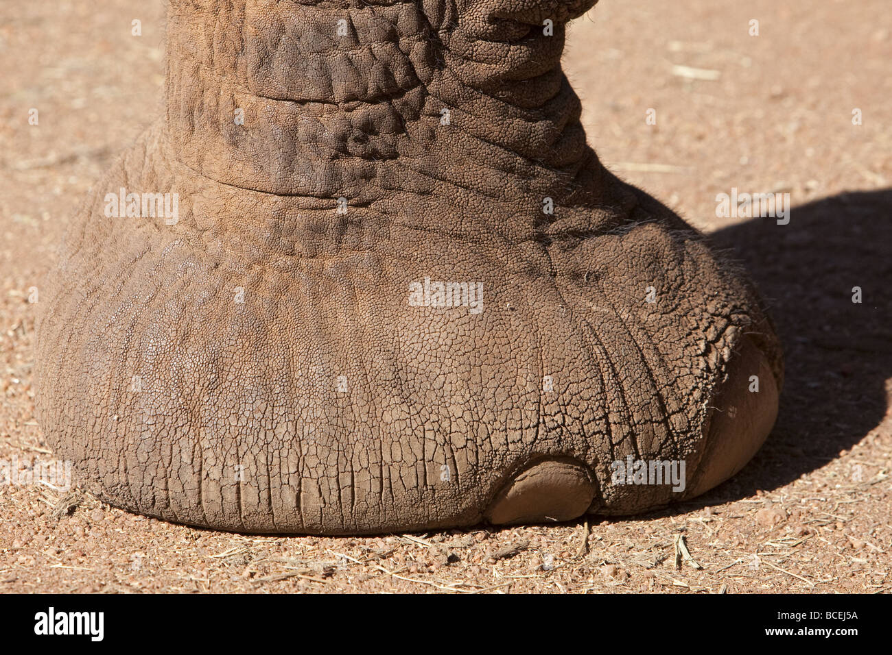 Elephant S Foot