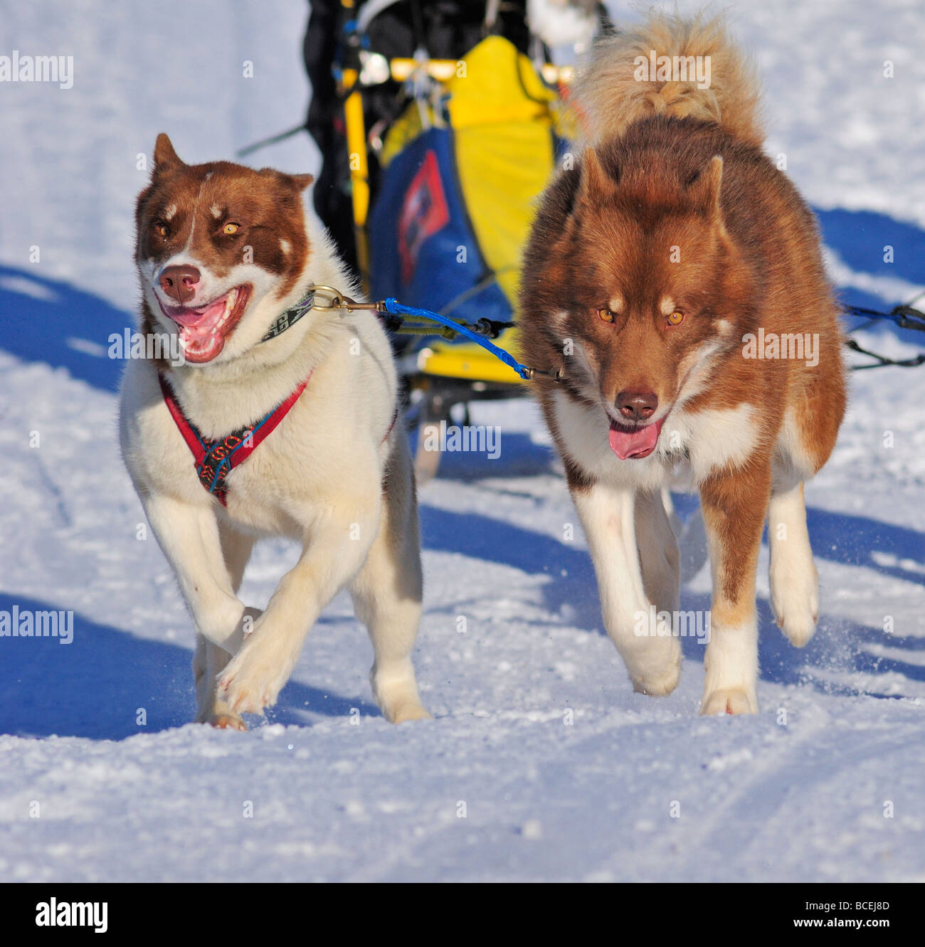 Details of a pair of sled dogs in full action heading towards the ...