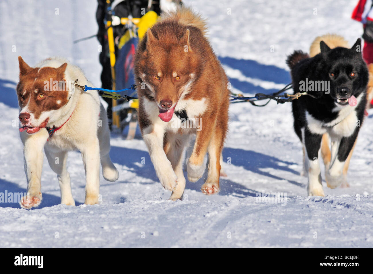 Details of a sled dog team in full action heading towards the camera ...