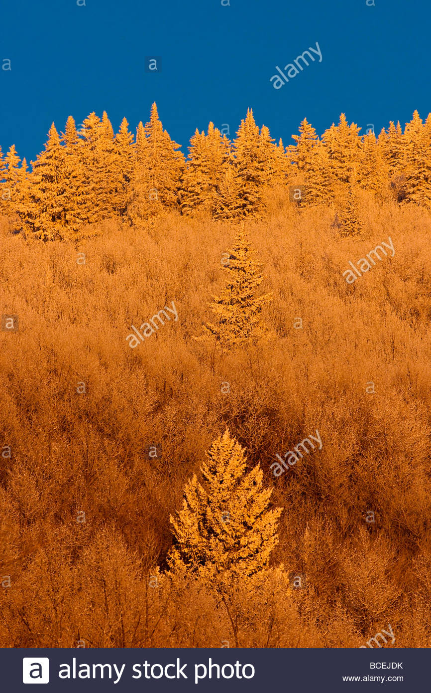 Frosted objects hi-res stock photography and images - Alamy