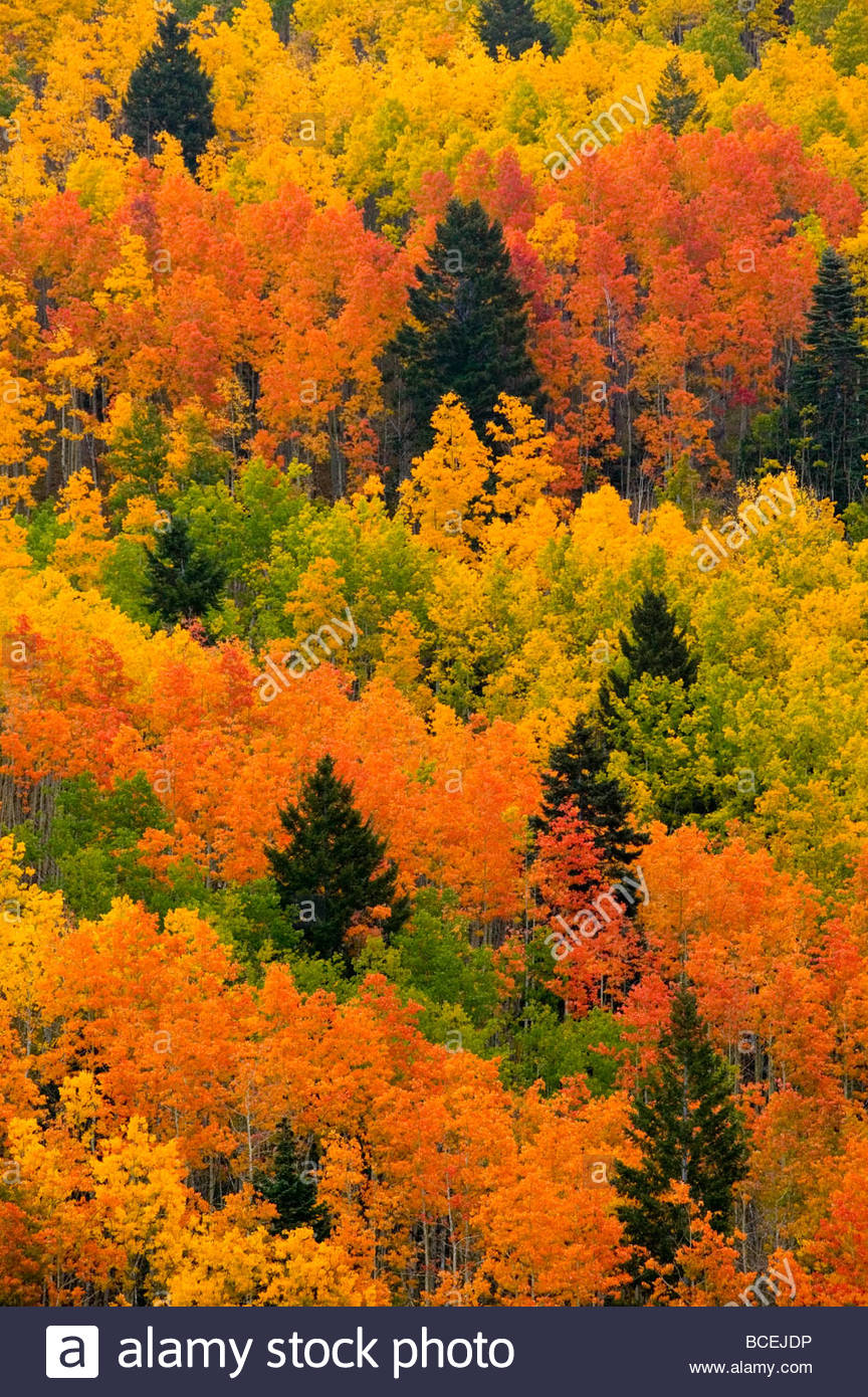 Quaking aspen ponderosa pine trees hi-res stock photography and images ...