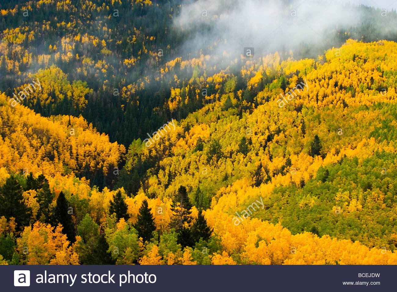 Quaking Aspen and Ponderosa Pine trees display fall colors Stock Photo ...