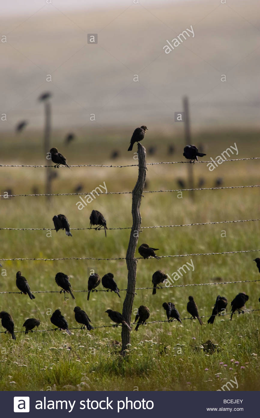 Red-wing Blackbirds (Agelaius phoeniceus) sit on a fence Stock Photo ...