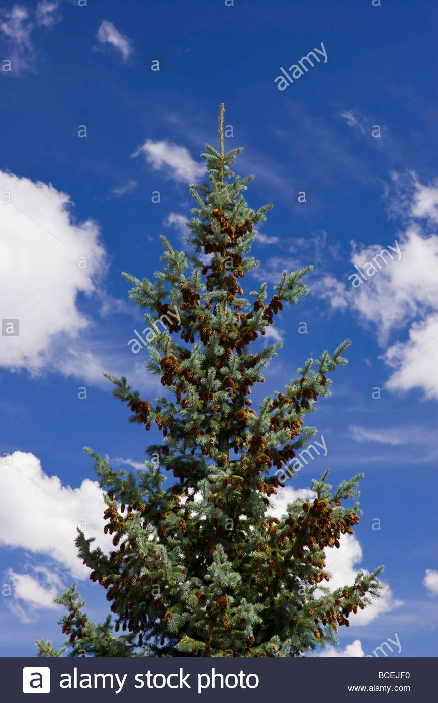 A single pine tree stands in the Valles Caldera National Preserve Stock ...