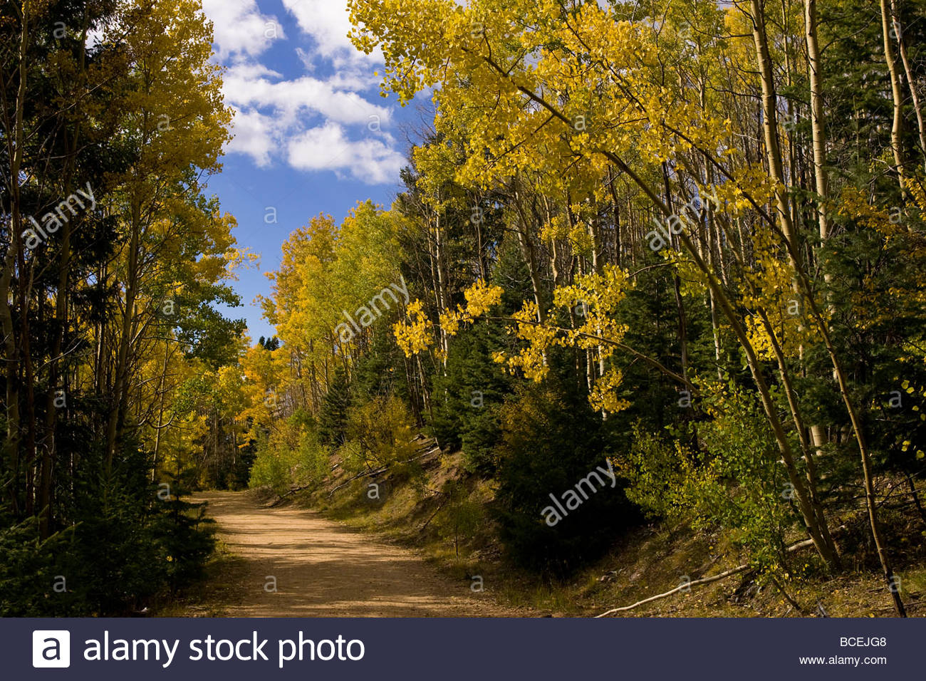 Aspen vista trail hi-res stock photography and images - Alamy