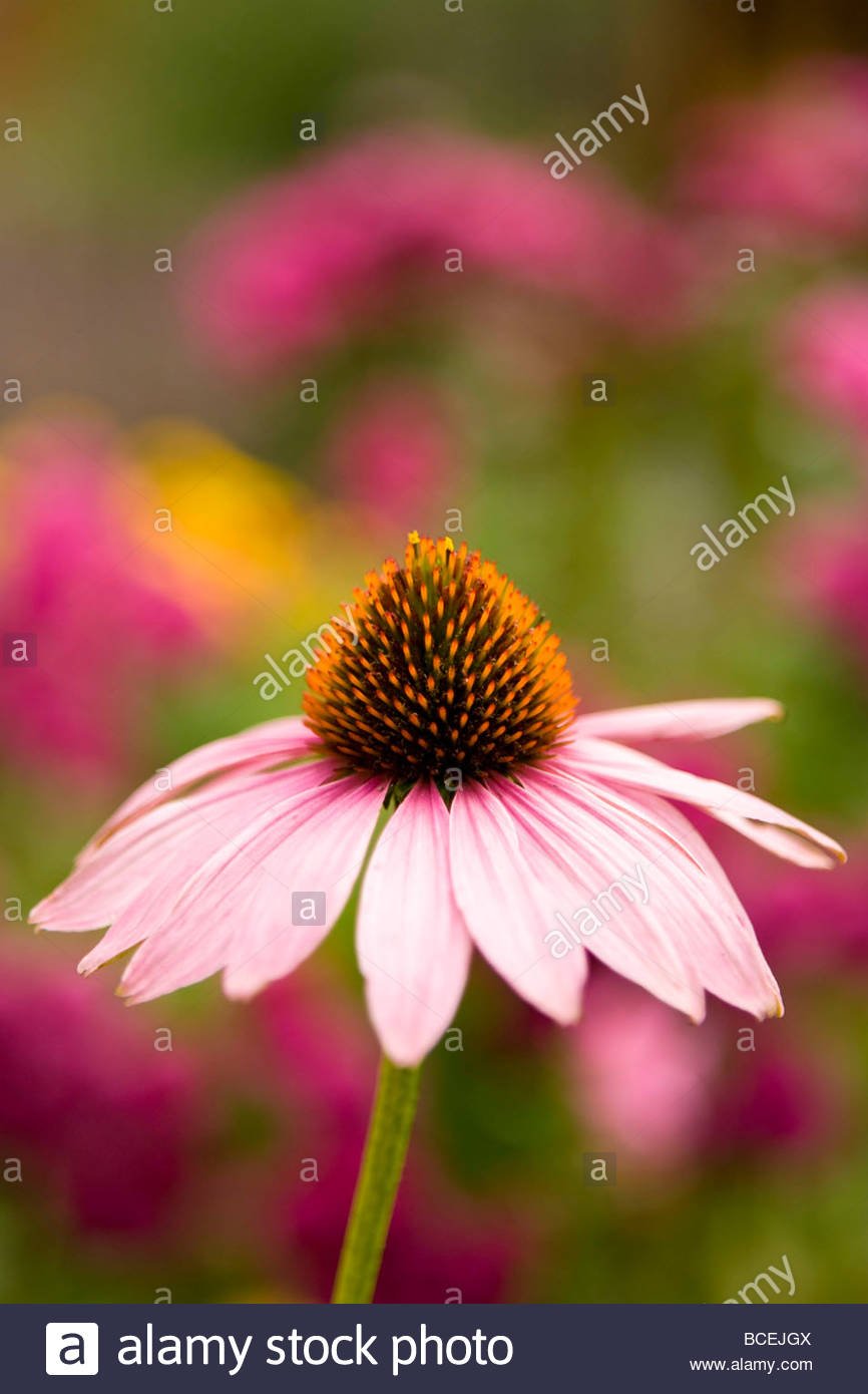 A single Cone Flower (Echinacea purpurea) stands out in a garden Stock ...