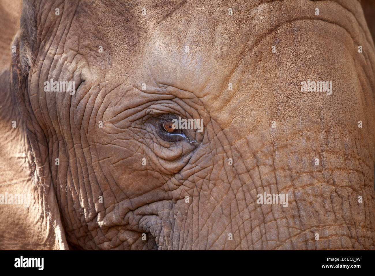 close up shot of elephant eye and forehead Stock Photo - Alamy