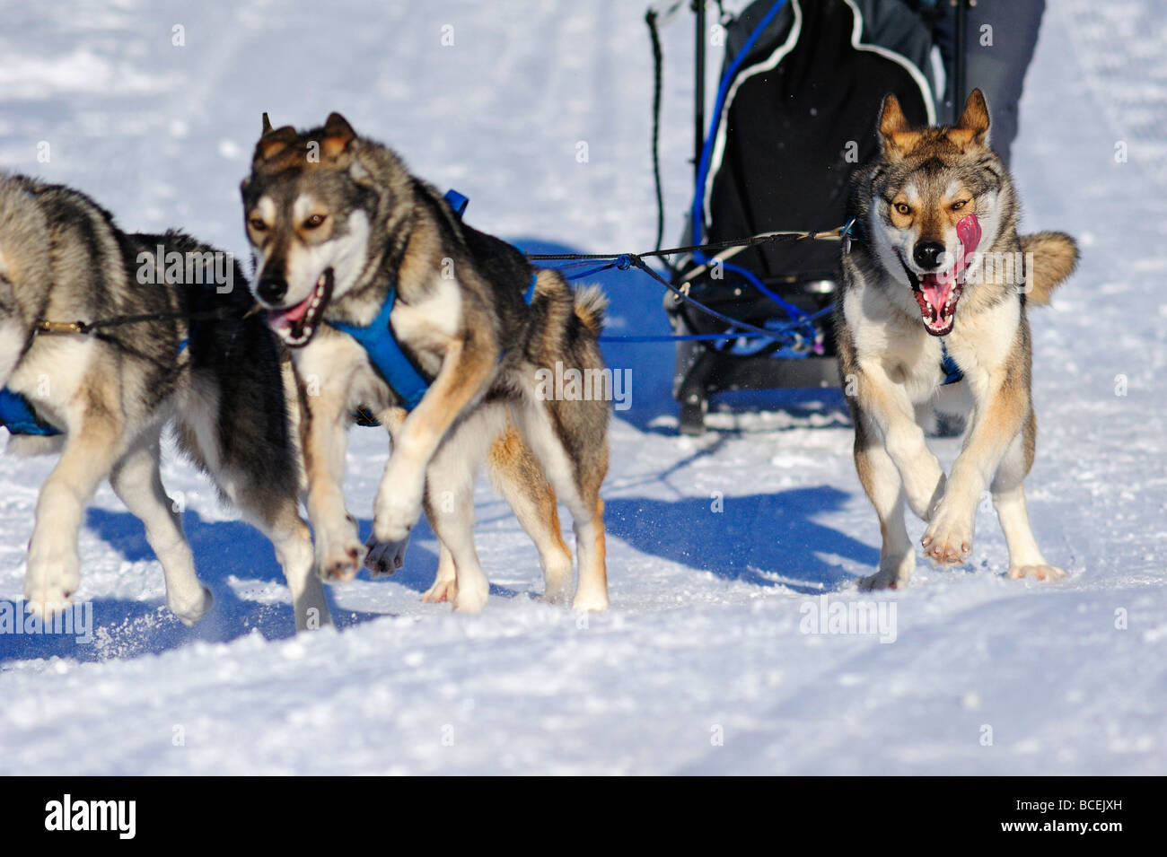 Details of a sled dog team in full action, one of the team heading ...