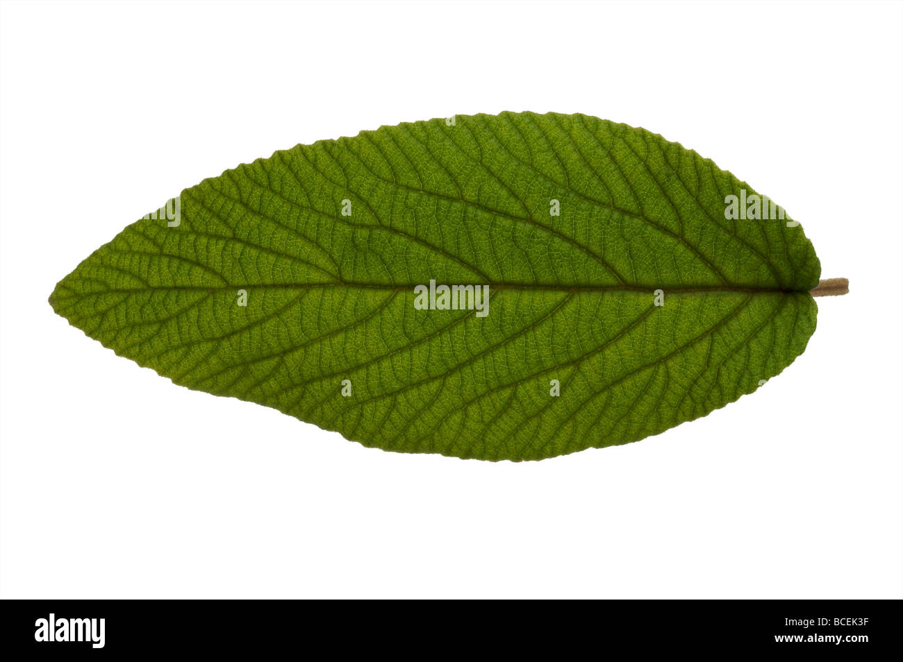Leaf hi-res stock photography and images - Alamy