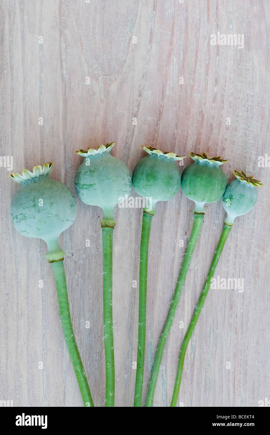 Poppy seed pods on wood Stock Photo - Alamy