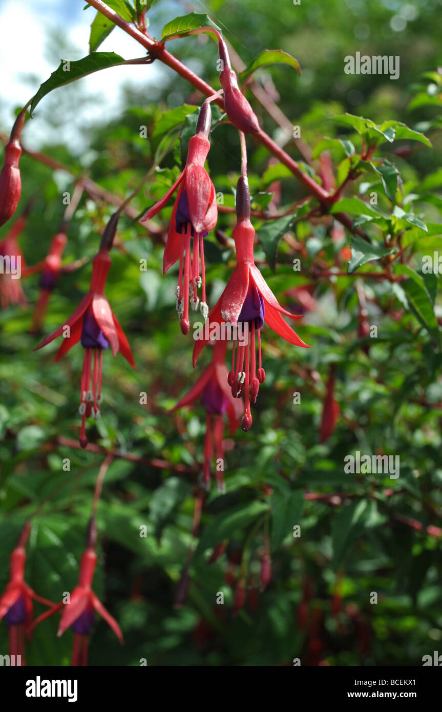 fuscia bush in garden summer day Stock Photo - Alamy