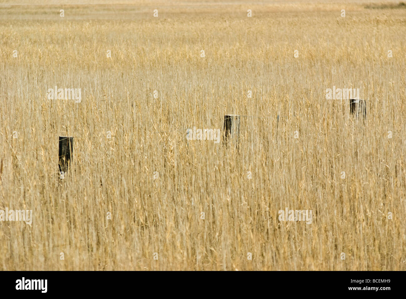 Farm fence posts emerge from tall, dry grasses on a flood plain Stock ...