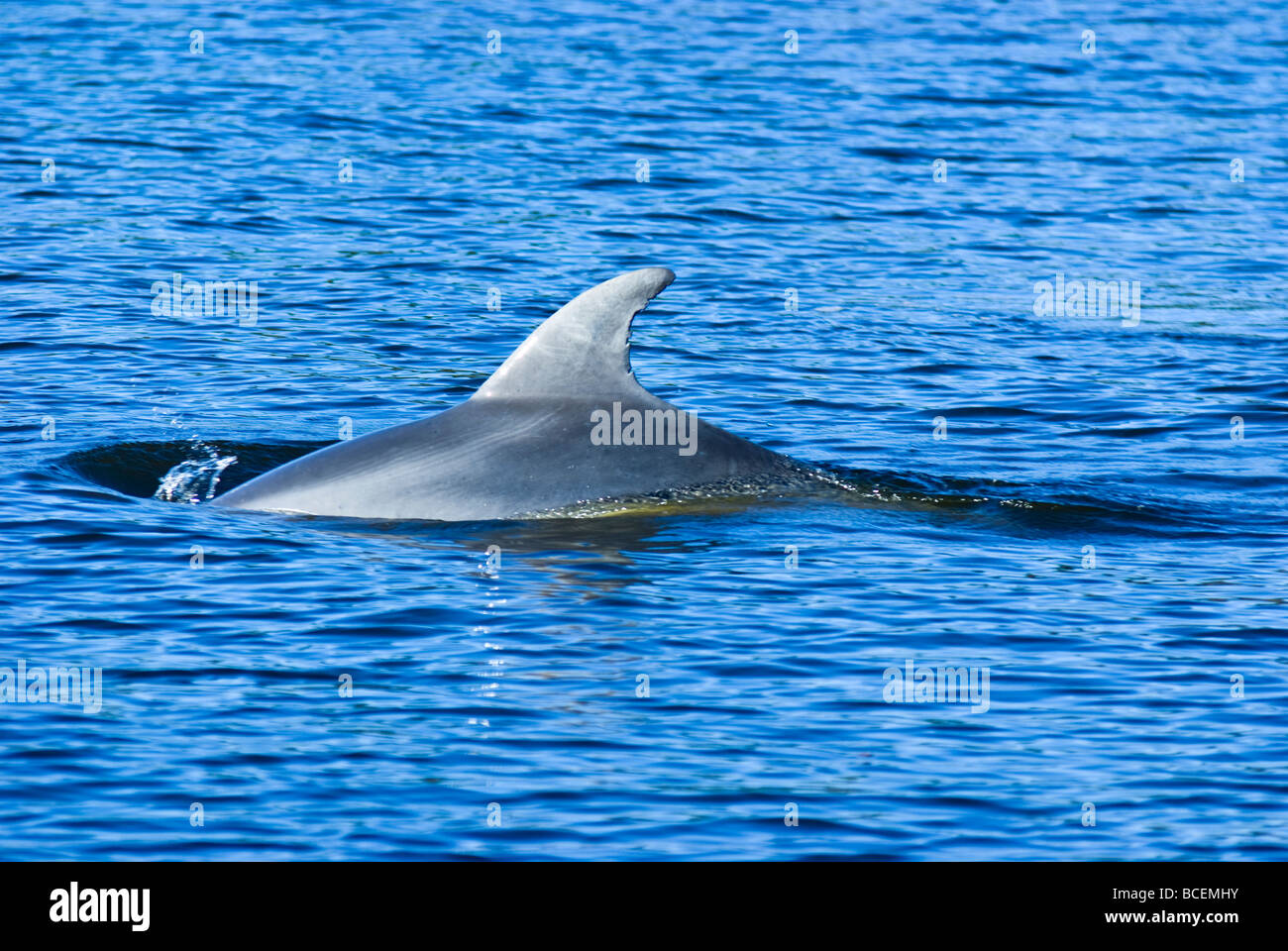 Gippsland lakes dolphin hi-res stock photography and images - Alamy