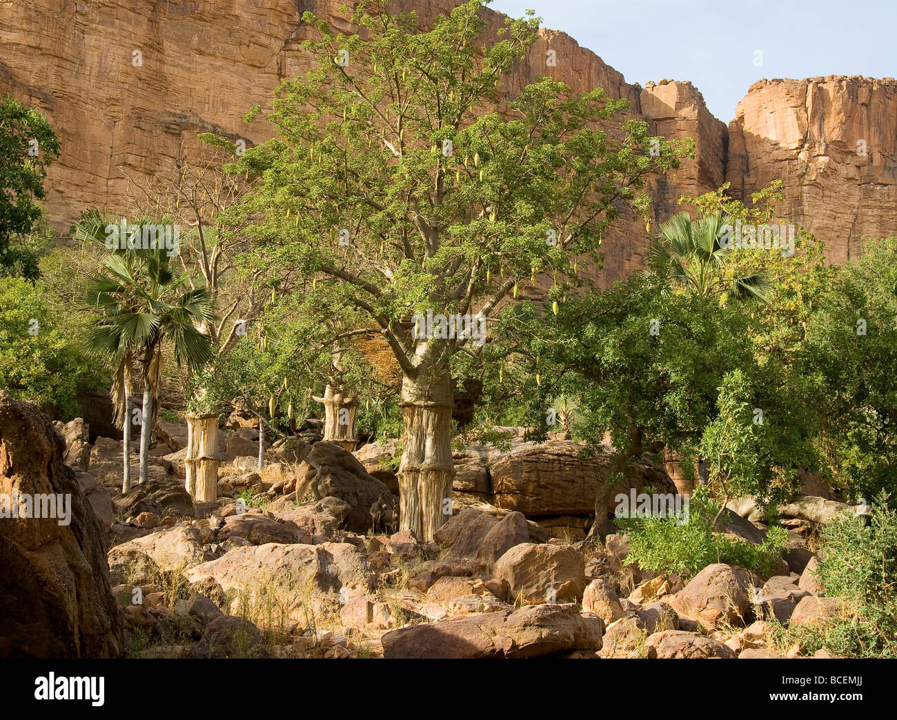 Mali. Sahel. Baobab (Adansonia gibosa) in the Dogon Land Stock Photo ...