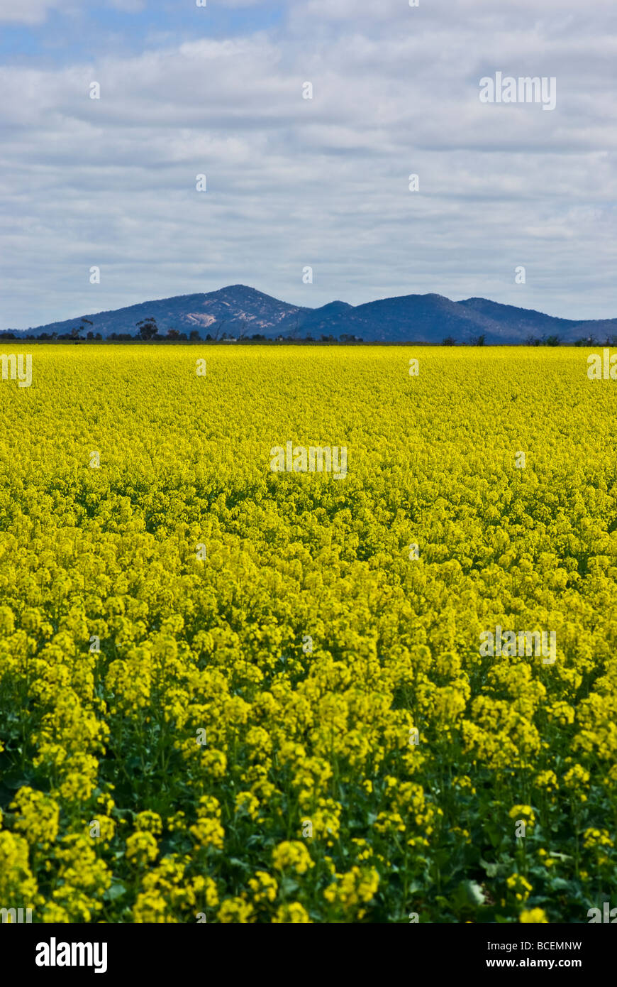 Canola crop geelong hi-res stock photography and images - Alamy