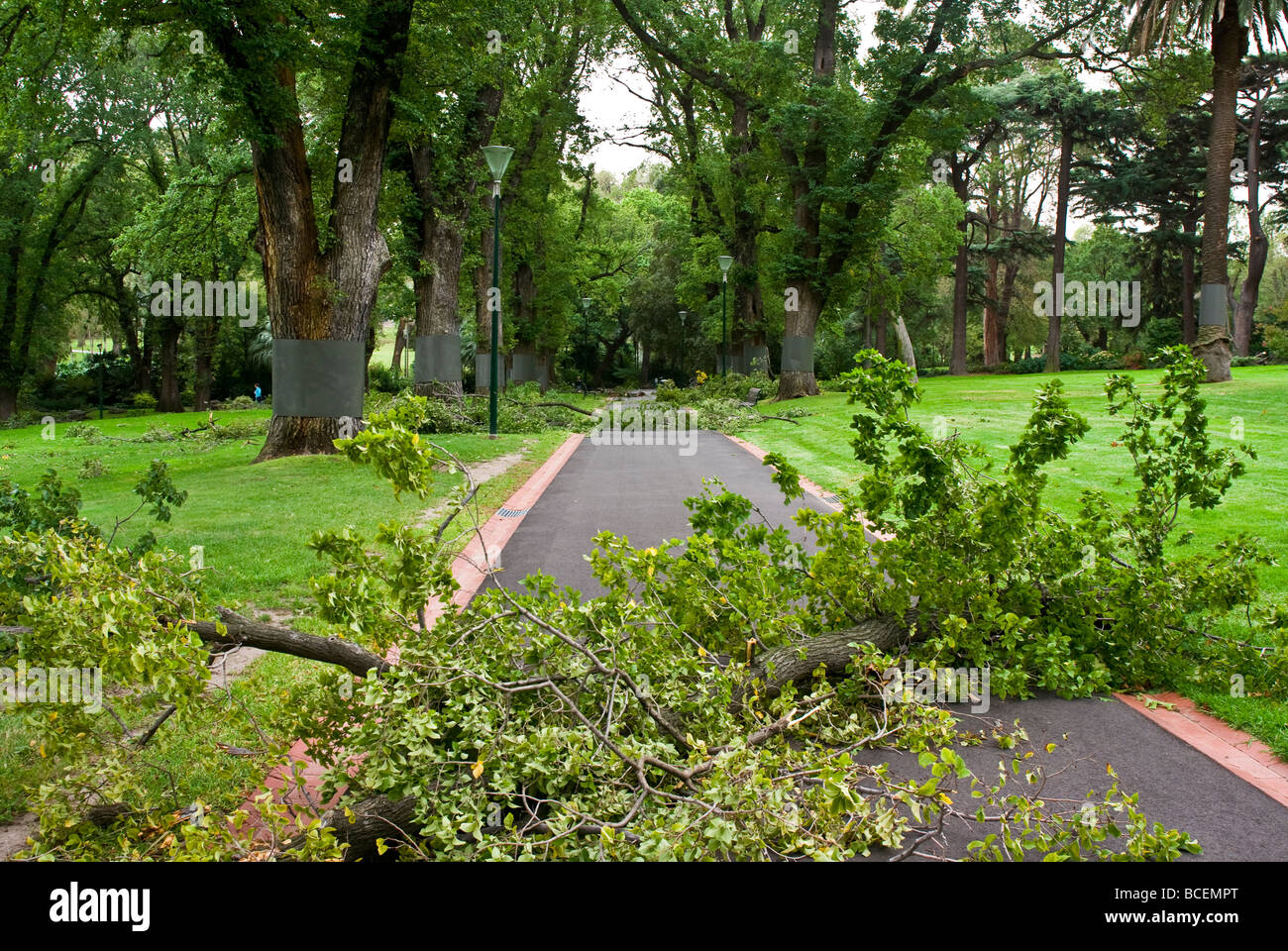 Branches lie across a path in heritage gardens following a storm Stock ...