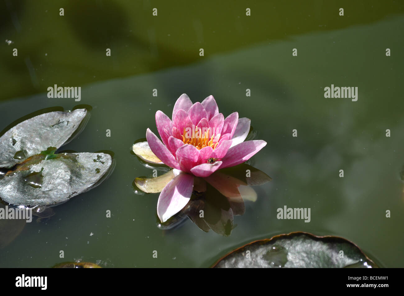 Water lilly in pond hi-res stock photography and images - Alamy