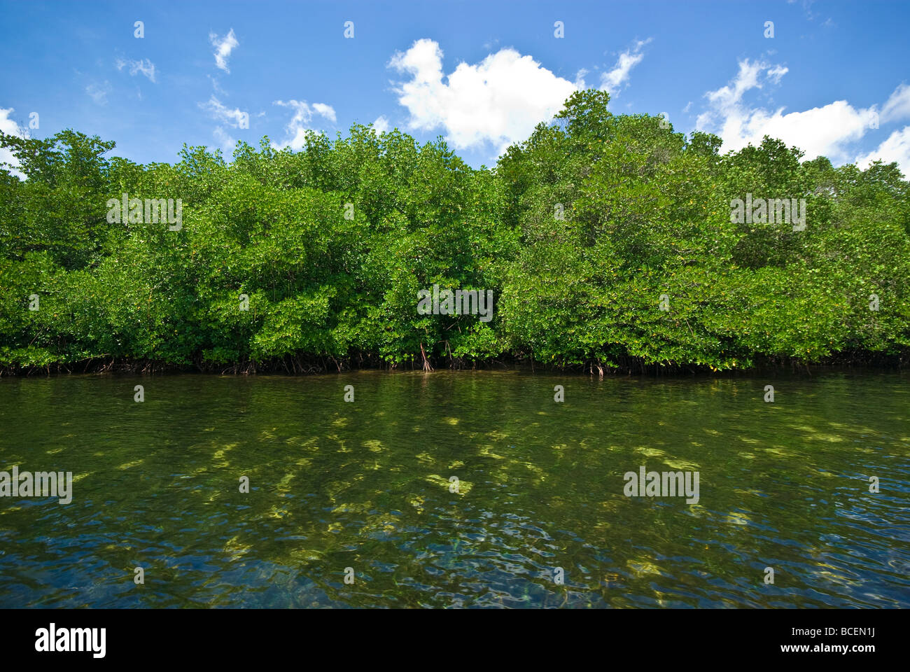 A mangrove forest in a small sheltered bay on a tropical island Stock ...