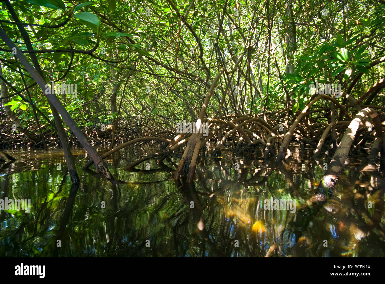 Tangled mangroves hi-res stock photography and images - Alamy