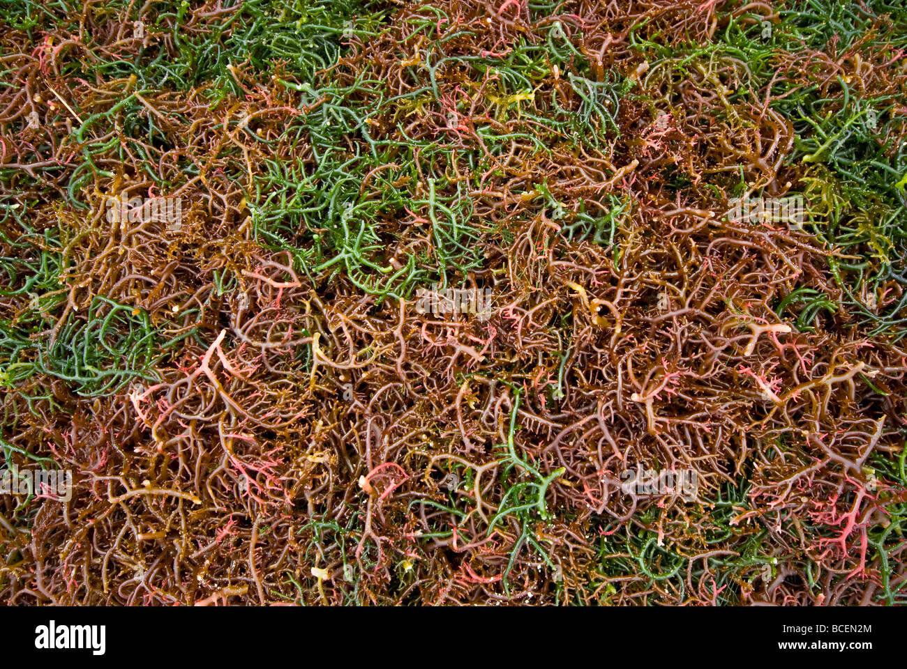 Drying seaweed a hi-res stock photography and images - Alamy