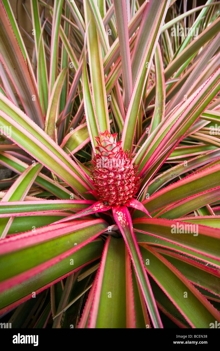 The magnificent variegated flower of the pineapple, an Ananas species ...