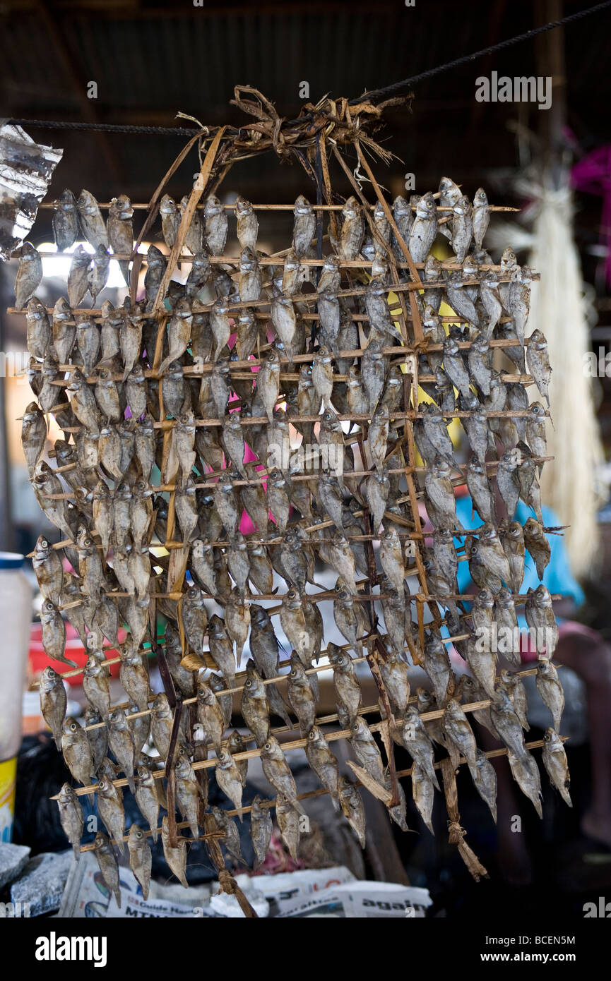 Fish drying on frame hi-res stock photography and images - Alamy