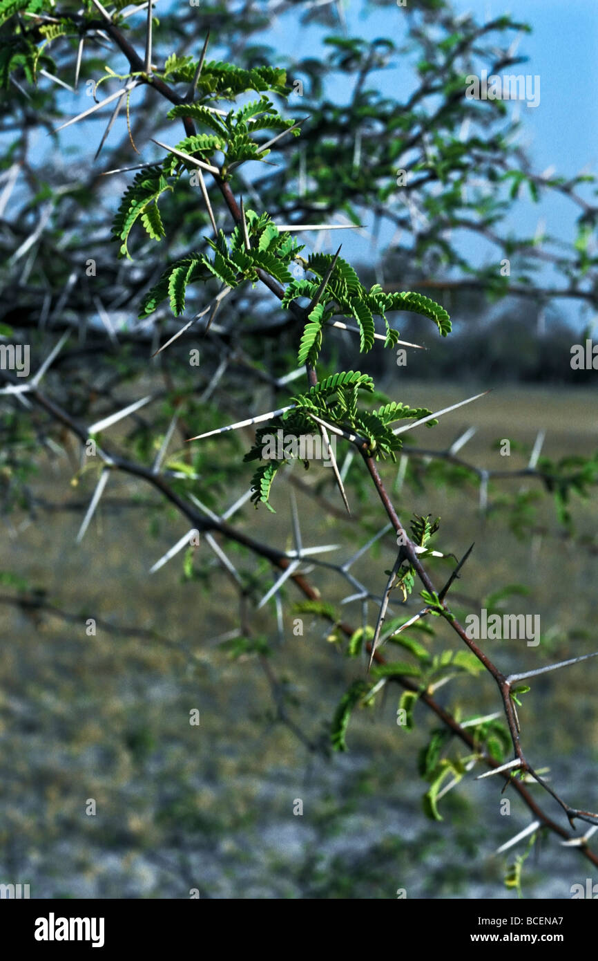 The frighteningly long and impenetrable thorns of an Acacia Karoo tree ...