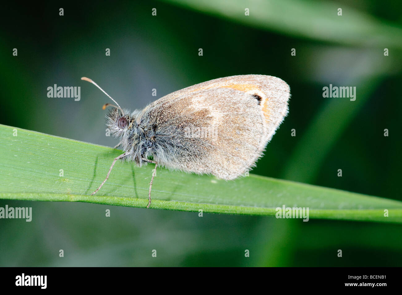 Small heath butterfly hi-res stock photography and images - Alamy