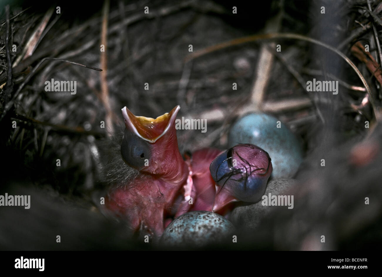 One day old chicks in nest hi-res stock photography and images - Alamy