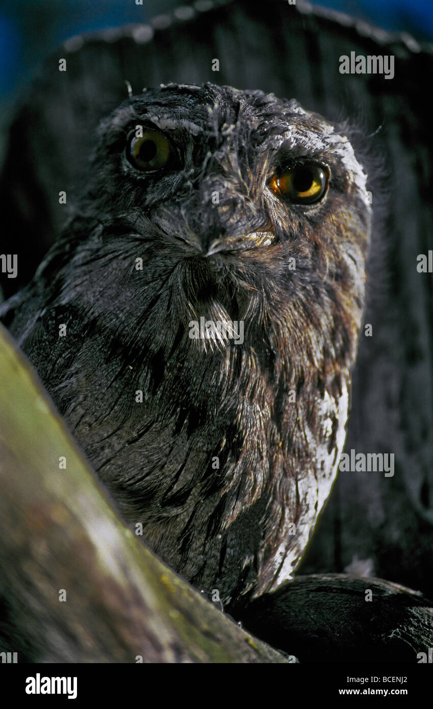 The large yellow eyes and inquisitive stare of a Tawny Frogmouth Stock ...