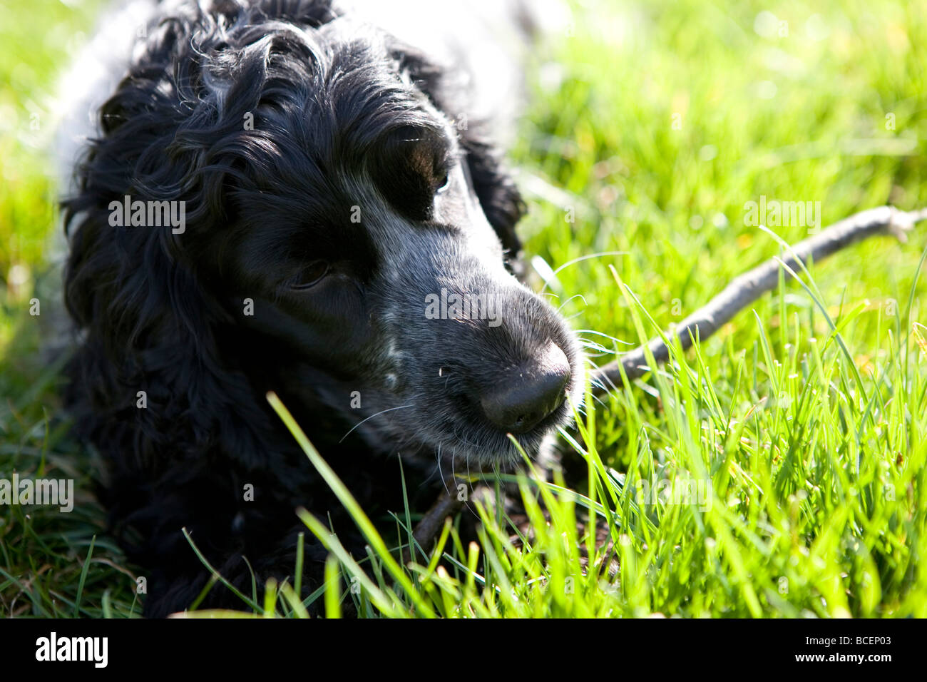 Cocker Spaniel With Stick High Resolution Stock Photography and Images ...