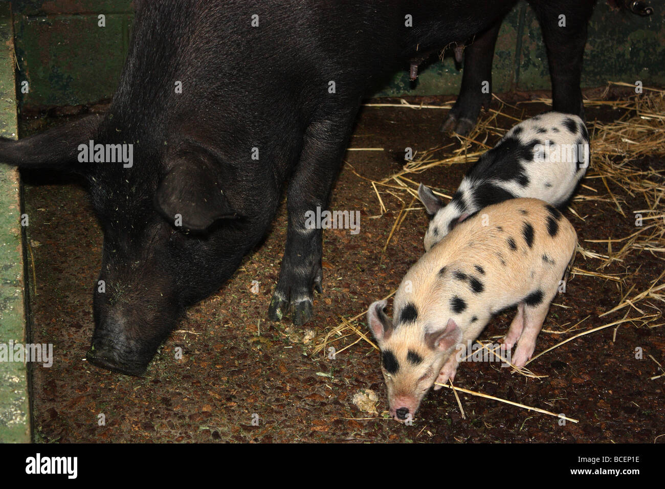 Pig swill hi-res stock photography and images - Alamy