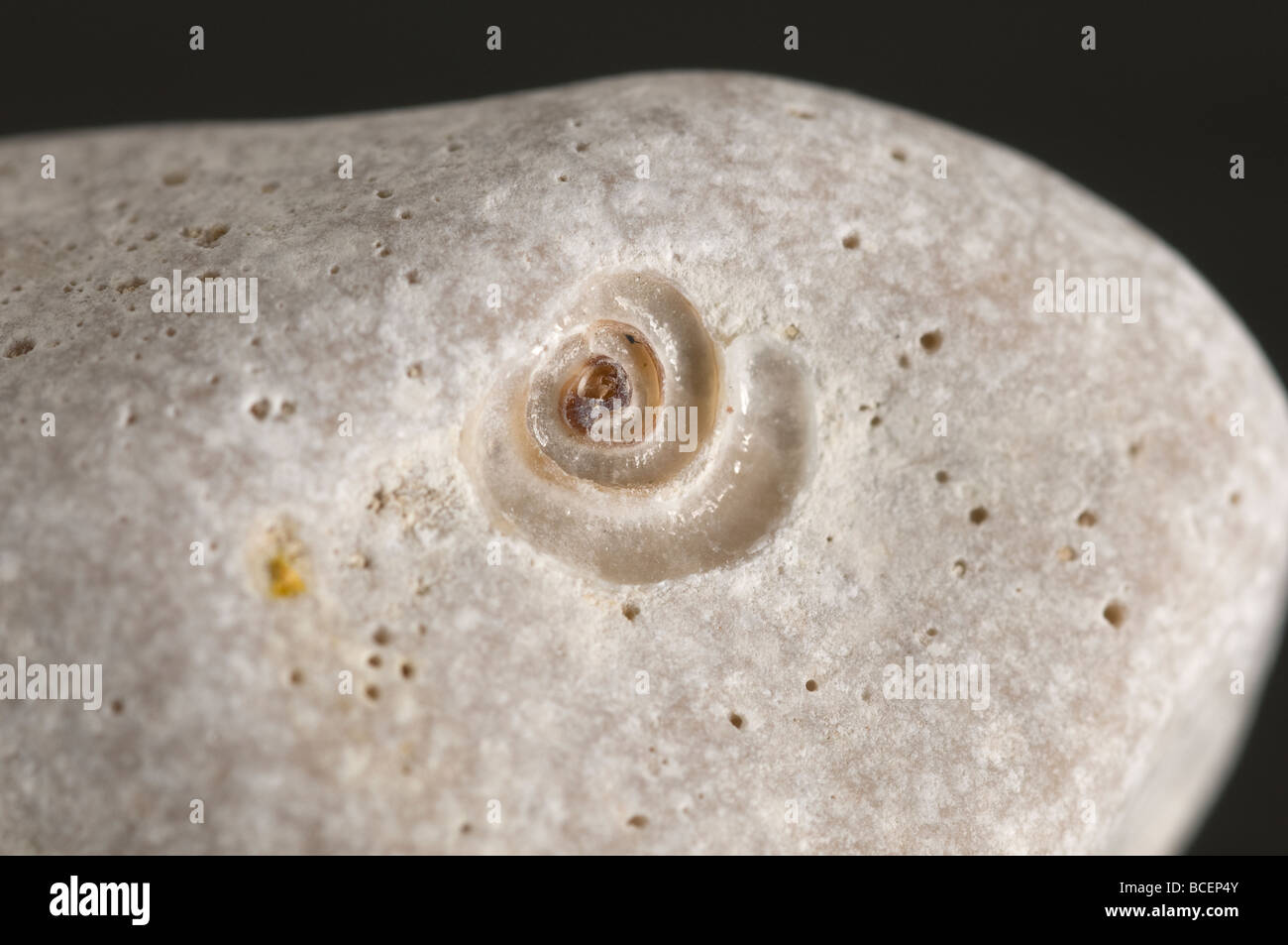 fossil in the stone Stock Photo - Alamy