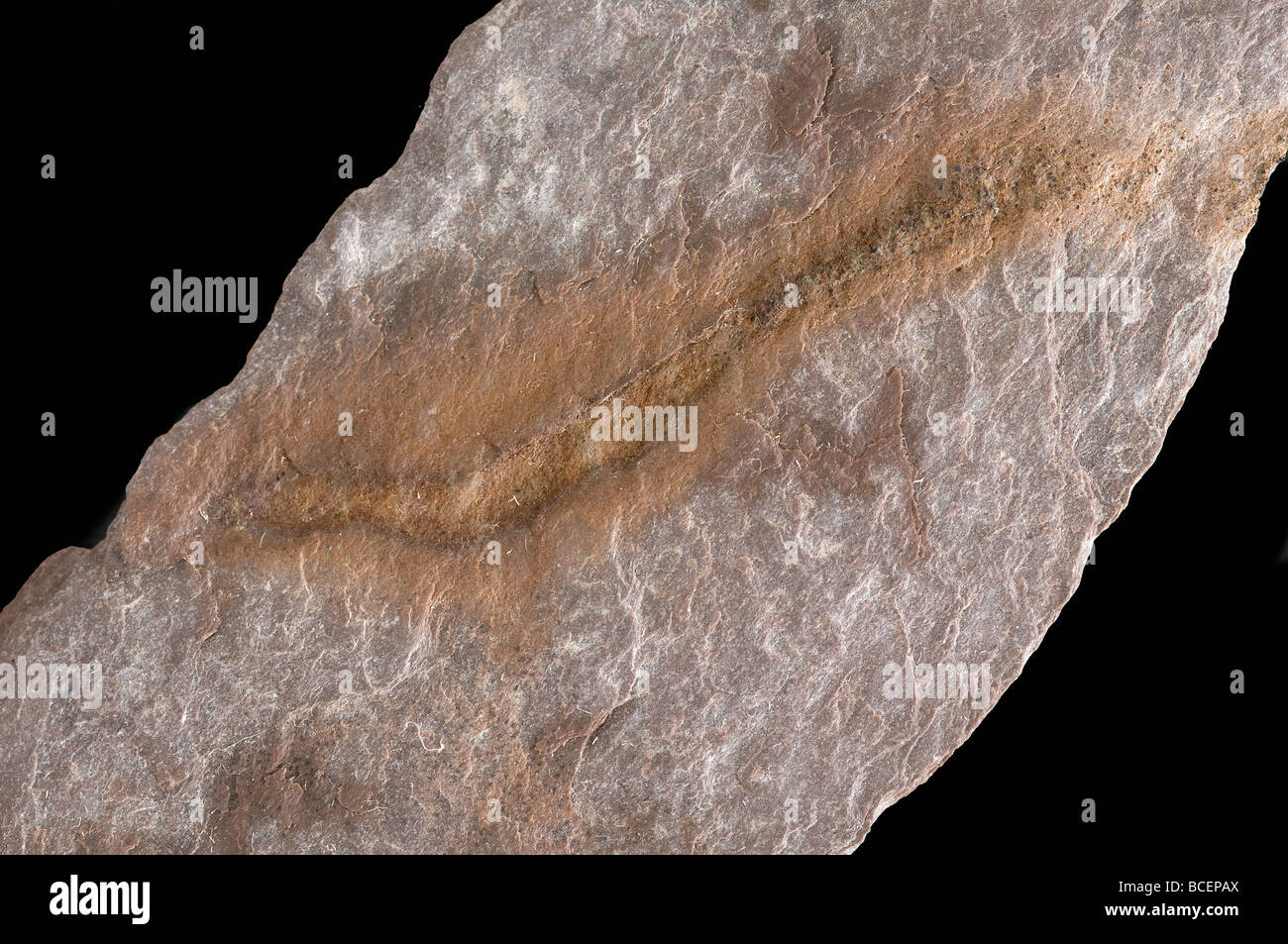 Geology fossil history hi-res stock photography and images - Alamy