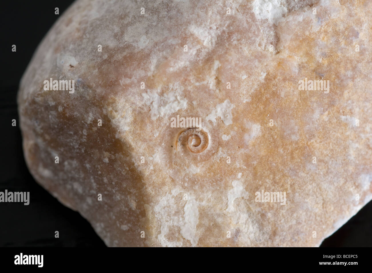 fossil in the stone Stock Photo - Alamy