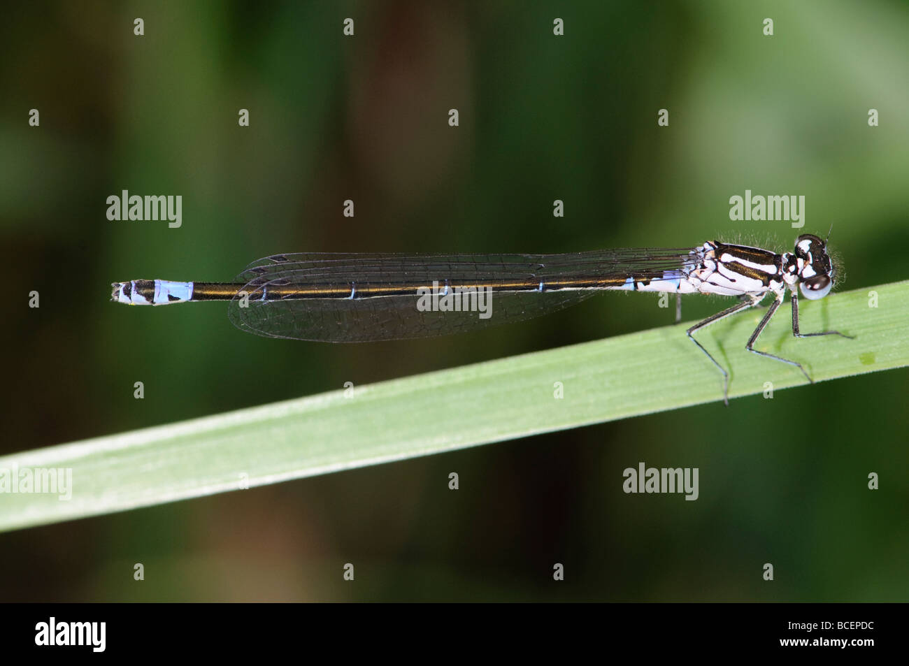 Variable damselfly bluet hi-res stock photography and images - Alamy