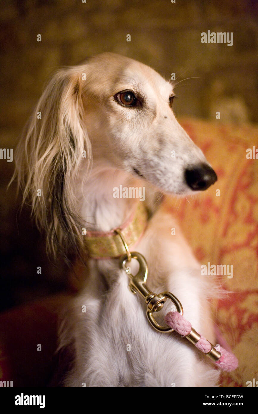 Does A Saluki Need A Collar