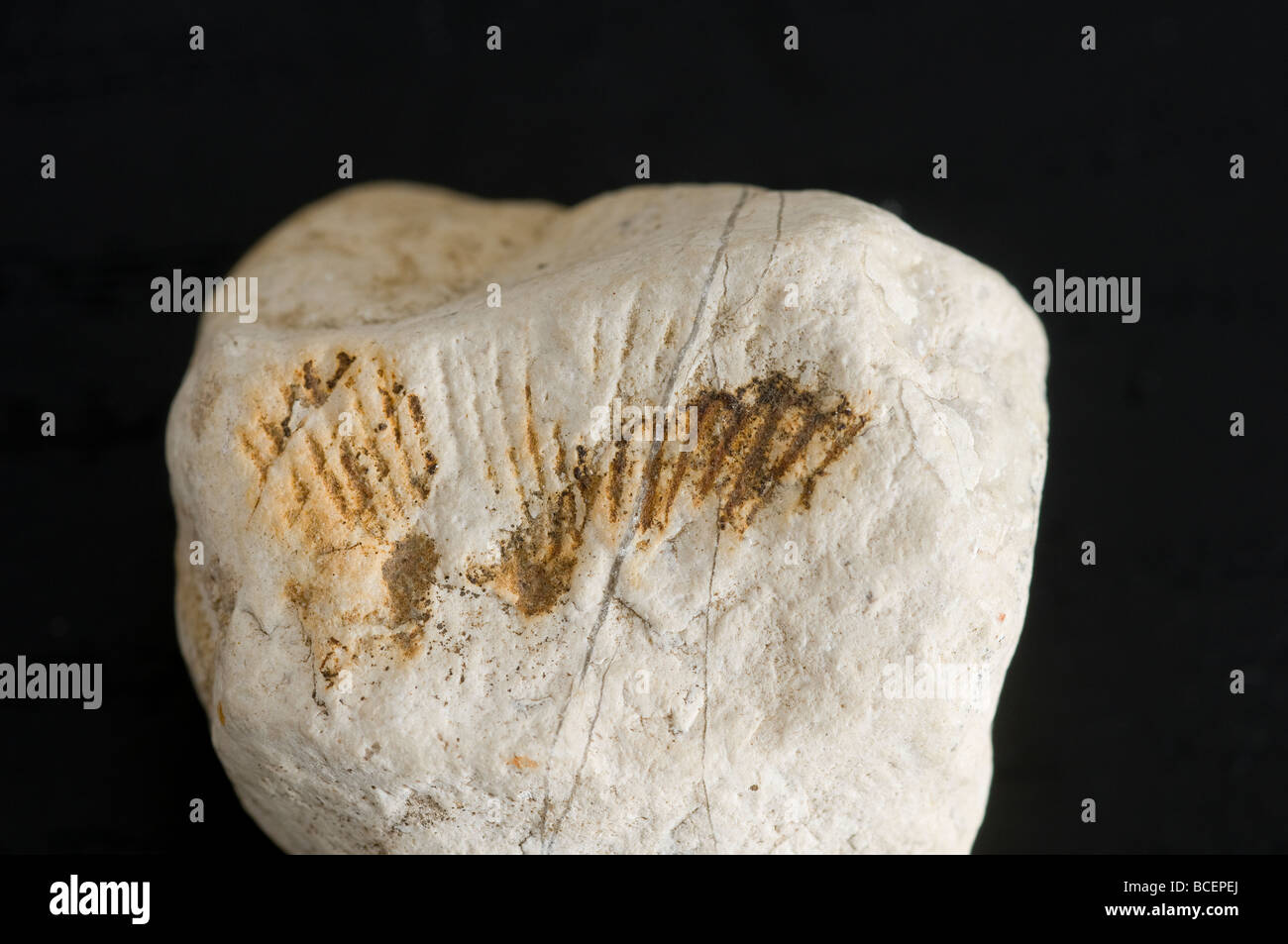 fossil in the stone Stock Photo - Alamy