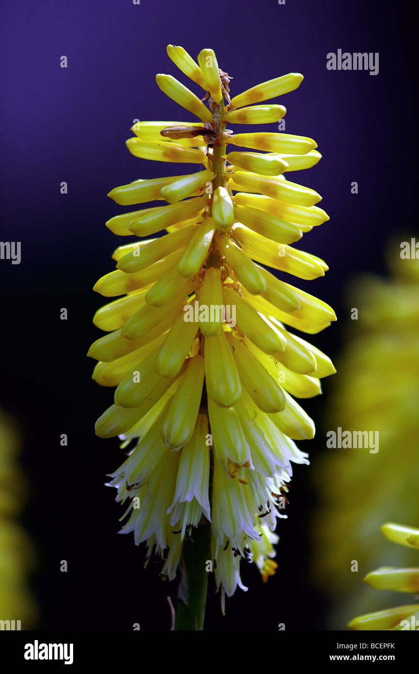 Yellow torch lily hi-res stock photography and images - Alamy