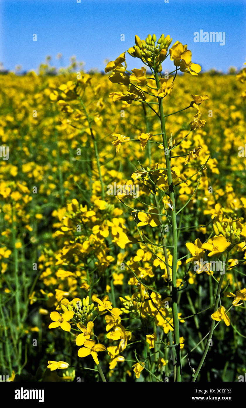 Canola crop growing australia hi-res stock photography and images - Alamy