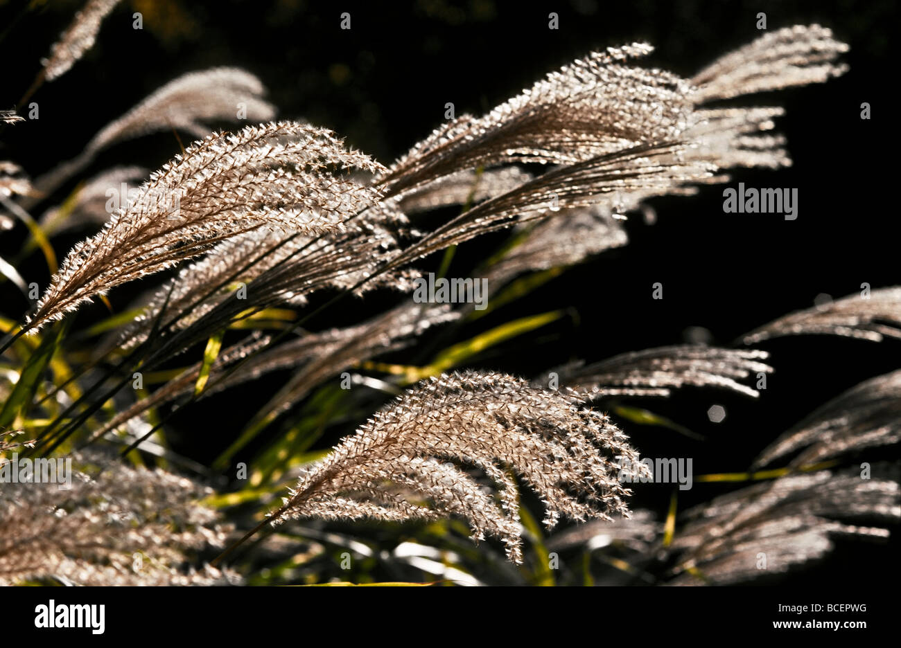 Chinese silver grass maiden grass hi-res stock photography and images ...