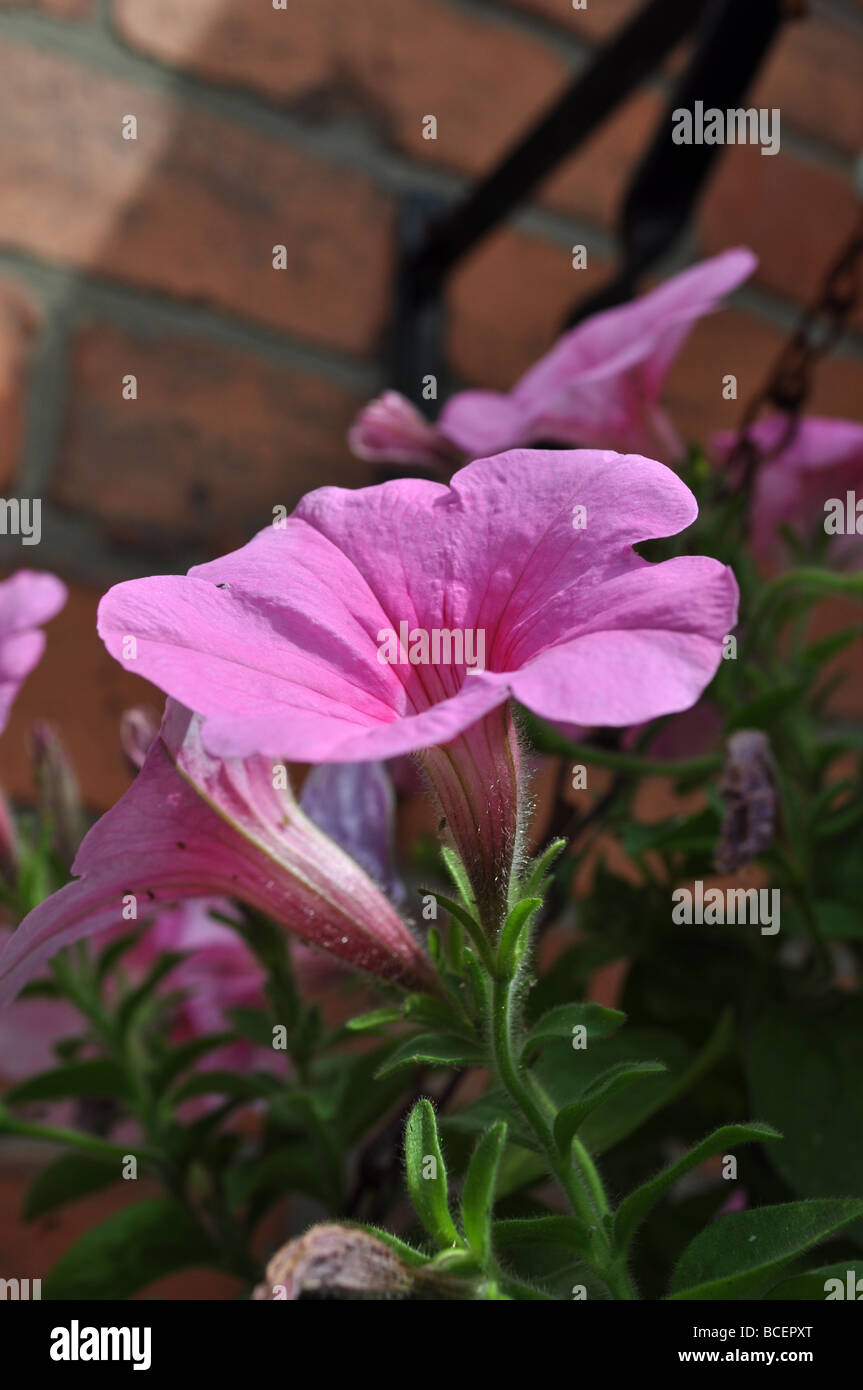 trailing surfinia in hanging basket surfinia petunia Stock Photo - Alamy
